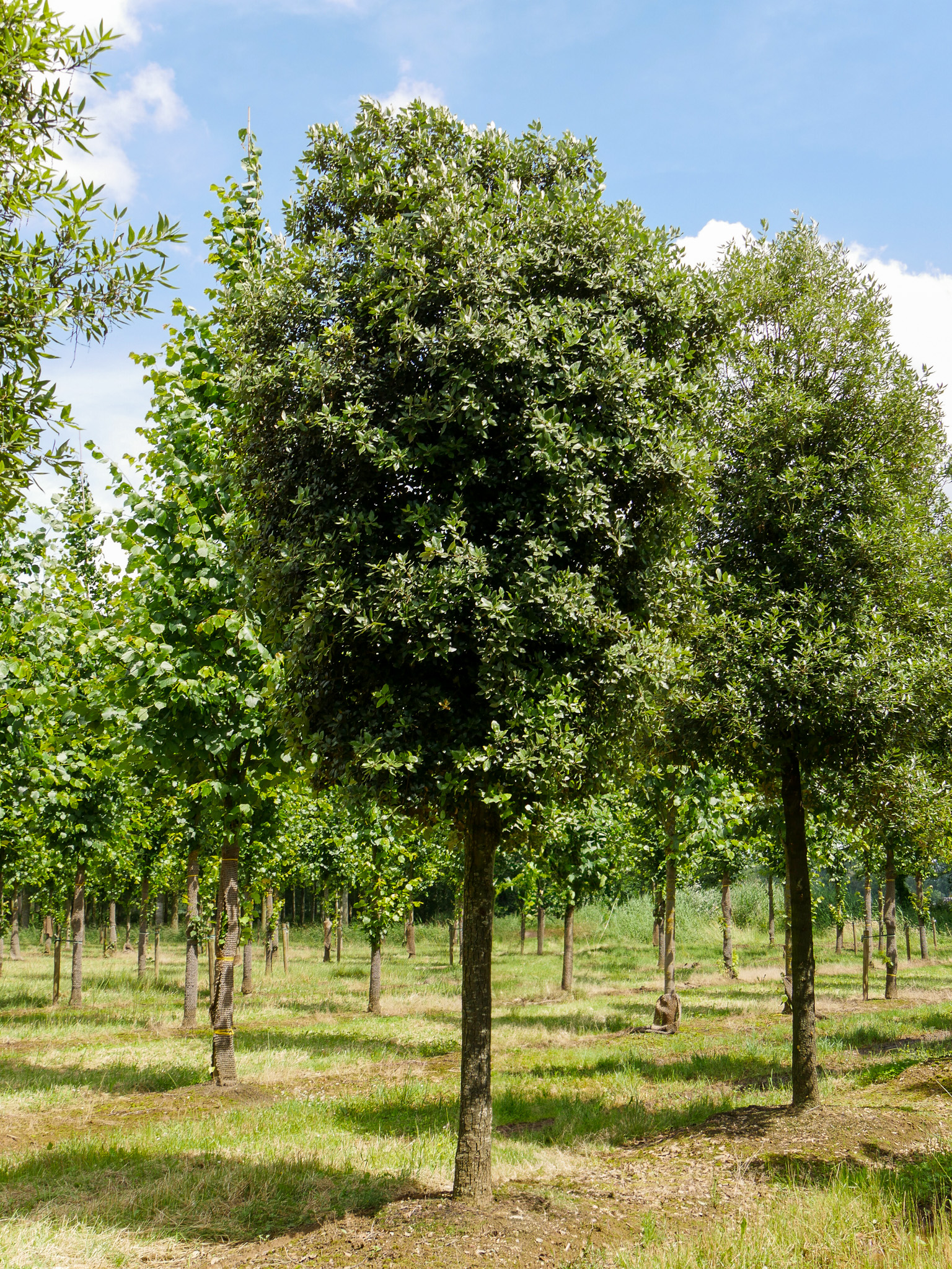Quercus ilex | Fagaceae - Van den Berk Nurseries